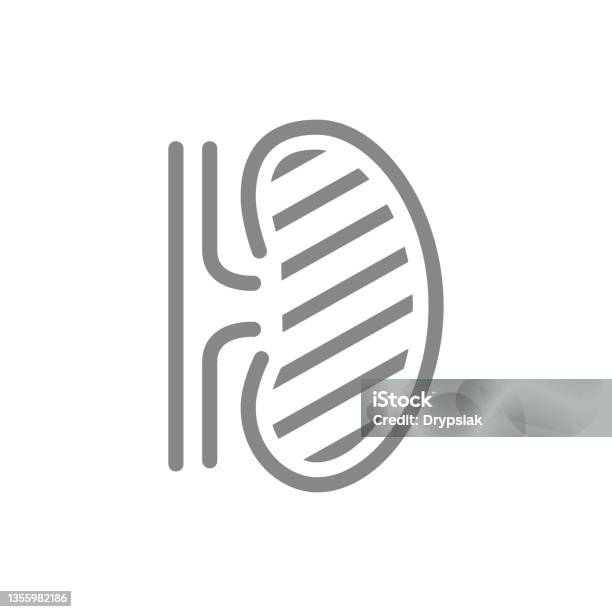 Ikon Garis Ginjal Manusia Yang Sakit Kista Ginjal Batu Ureteral Simbol ... Ikon Garis Ginjal Manusia Yang Sakit Kista Ginjal Batu Ureteral Simbol ...
