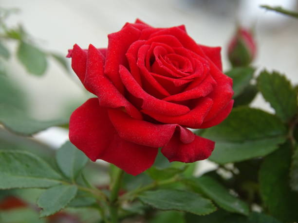 750+ Single Rose Pictures | Download Free Images on Unsplash