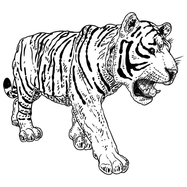 Tiger Growling Drawing