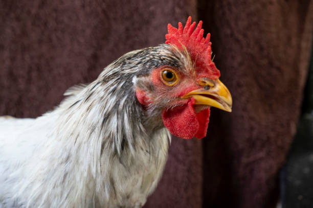 Free picture: rooster, head, eye, close-up, crest, dark red, animal ...
