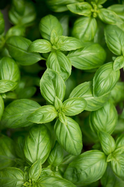 Basil Pictures | Download Free Images on Unsplash