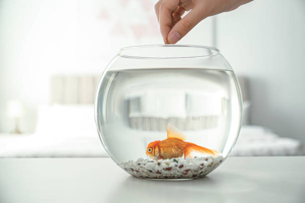 Fish Bowl Pictures | Download Free Images on Unsplash