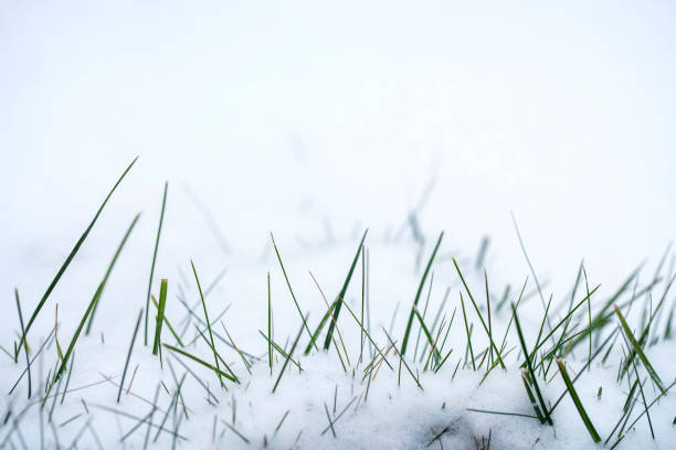 Free picture: snow, grass, ground, high resolution