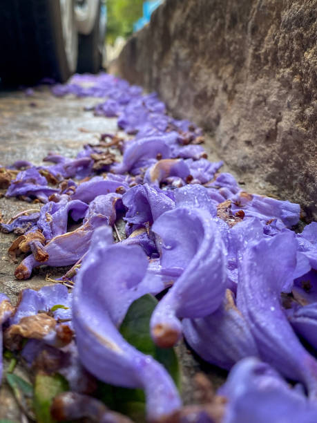Jacaranda Tree Pictures | Download Free Images on Unsplash
