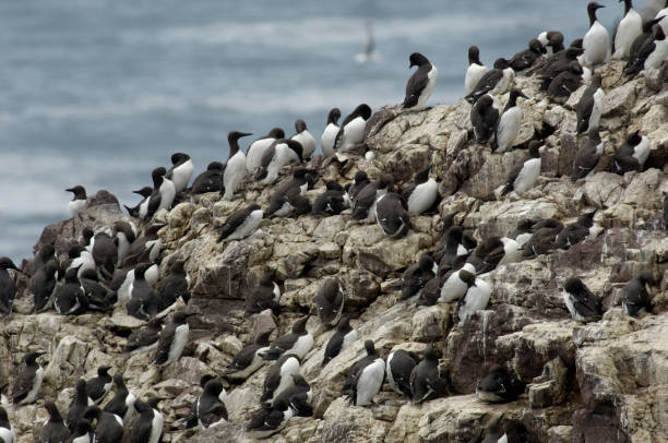 Free picture: murre, colony, birds, colony