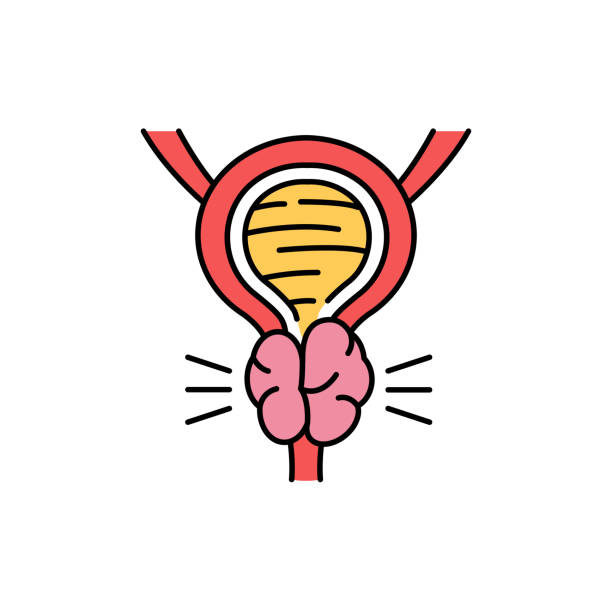 260 Prostate Clip Art Stock Illustrations Royalty Free Vector Graphics And Clip Art Istock