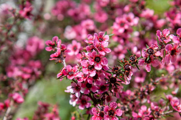 Manuka Honey Pictures | Download Free Images on Unsplash