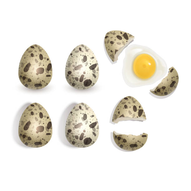 280 Quail Egg Cartoon Stock Illustrations Royalty Free Vector