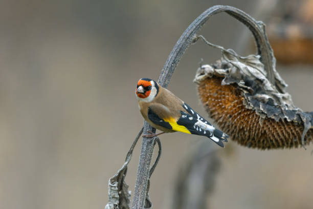 Bird Stieglitz Goldfinch - Free photo on Pixabay