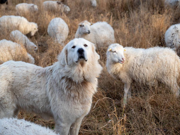Free Stock Photo of Sheep and Dog | Download Free Images and Free ...