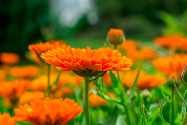 Calendula Pictures | Download Free Images on Unsplash