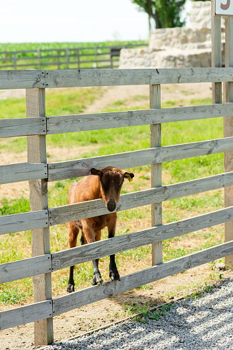 Tembakan Fokus Selektif Dari Bayi Kambing Foto Stok - Unduh Gambar ... Tembakan Fokus Selektif Dari Bayi Kambing Foto Stok - Unduh Gambar ...