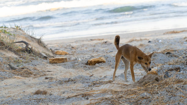 Dingo Pictures | Download Free Images on Unsplash