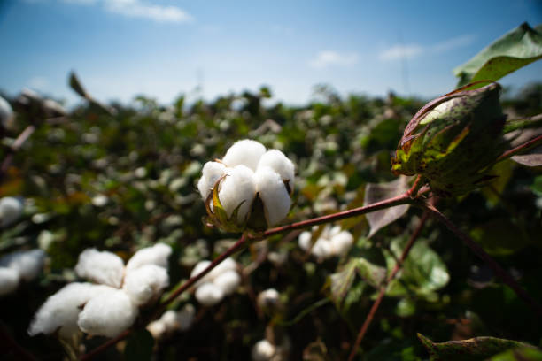 100+ Cotton Pictures | Download Free Images on Unsplash