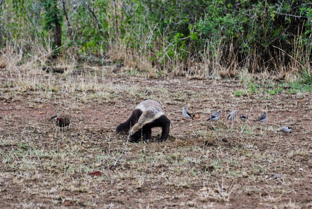 Honey Badger Pictures | Download Free Images on Unsplash
