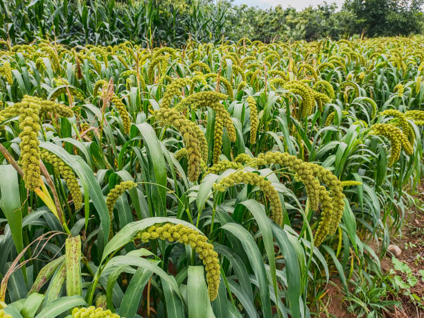 Millets Pictures | Download Free Images on Unsplash