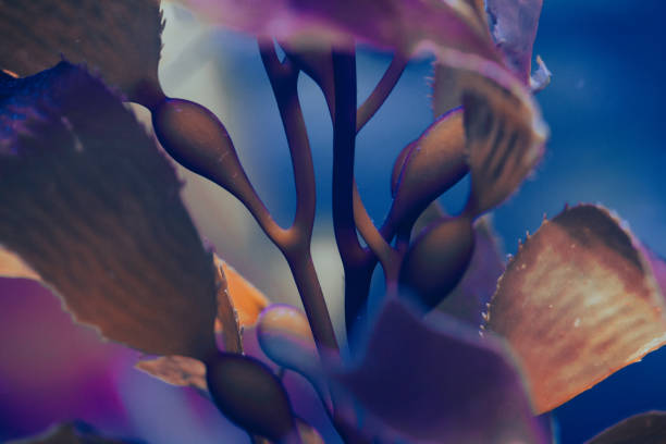 Kelp Pictures | Download Free Images on Unsplash