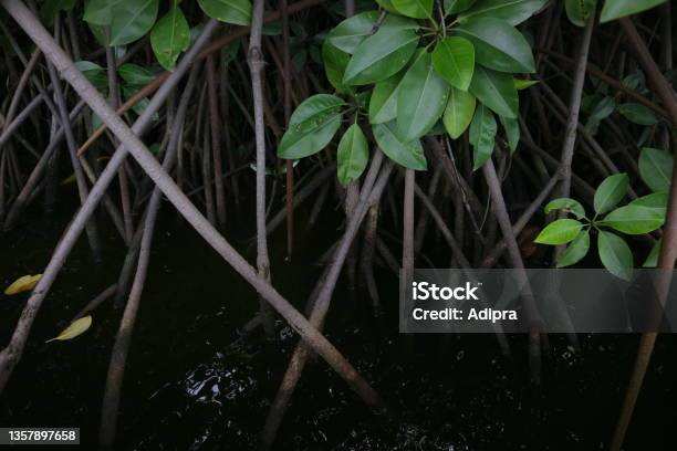 Akar Pohon Mangrove Di Tepi Foto Rawa Foto Stok Unduh Gambar Sekarang