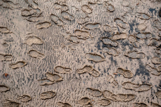 Shoe Print Pictures | Download Free Images on Unsplash