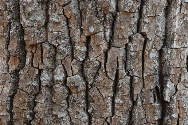 Free picture: oak, bark, old, pattern, wood, texture, dry, abstract, tree