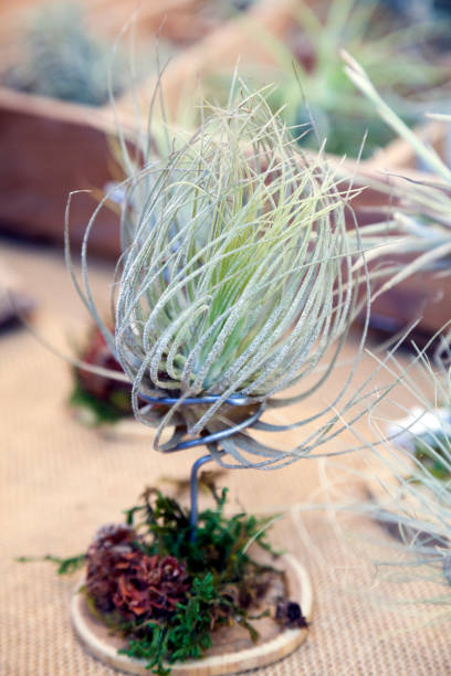 Air Plant Pictures | Download Free Images on Unsplash
