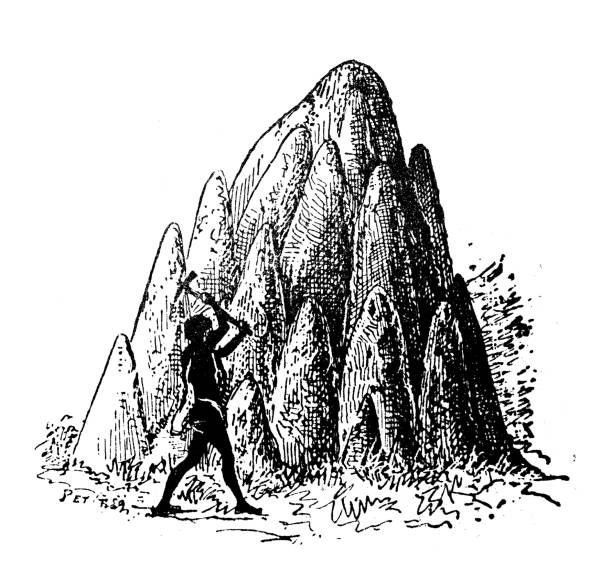 40 Nid De Termites Illustrations Stock Illustrations Graphiques