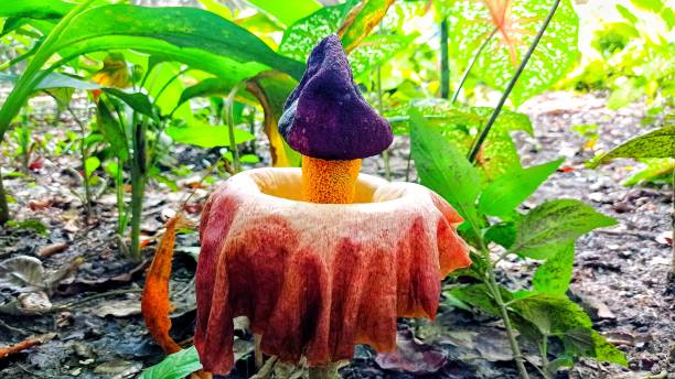 Rafflesia Pictures | Download Free Images on Unsplash