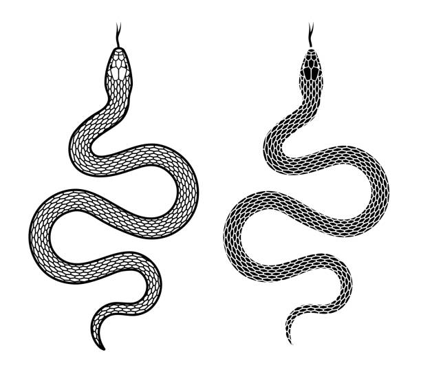 9 500 Tatouages De Serpents Stock Illustrations Graphiques Vectoriels