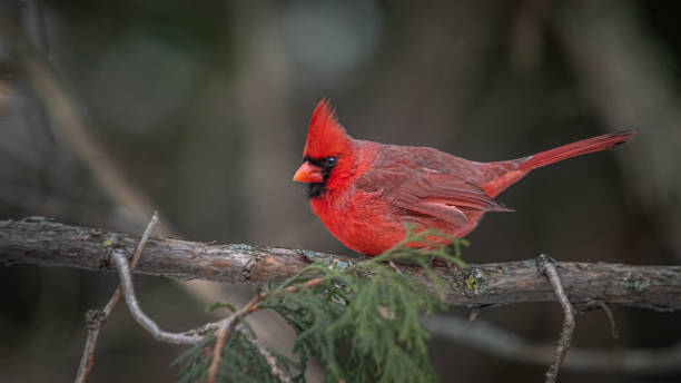 Rojo Pictures | Download Free Images on Unsplash