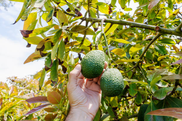 Avocado Tree Pictures | Download Free Images on Unsplash