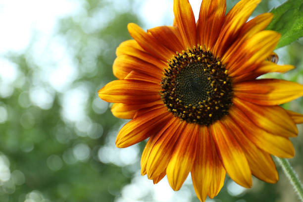 Free picture: Orange yellow sunflowers with dark green leaves and stem