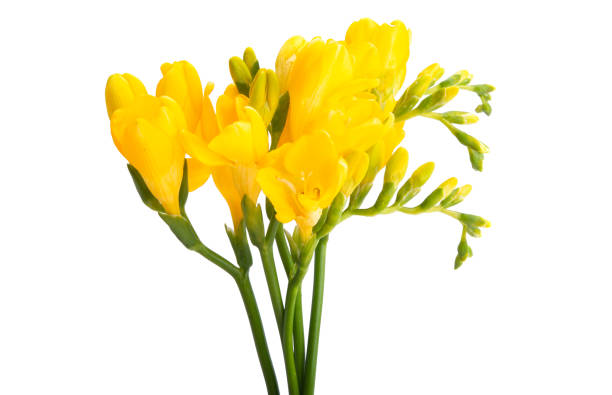 Freesia Pictures | Download Free Images on Unsplash