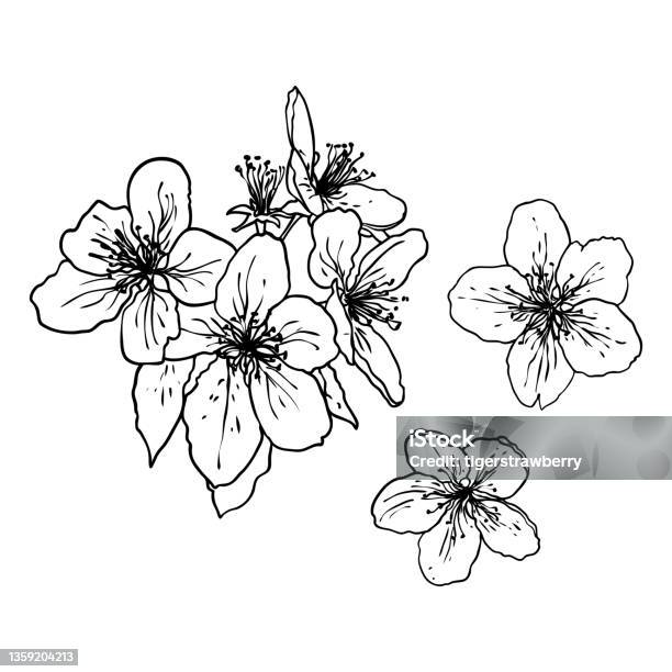 Brindille Sakura Branche De Fleurs De Cerisier Illustration Botanique