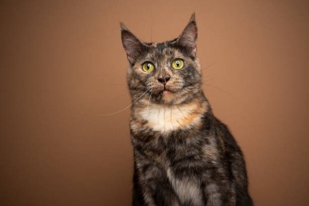Tortoiseshell Cat Pictures | Download Free Images on Unsplash