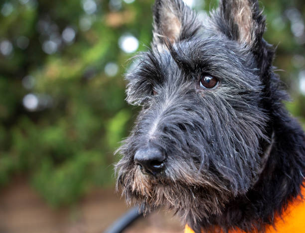 30+ Free Scottish Terrier & Dog Images - Pixabay