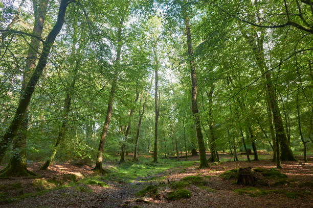 New Forest Pictures | Download Free Images on Unsplash