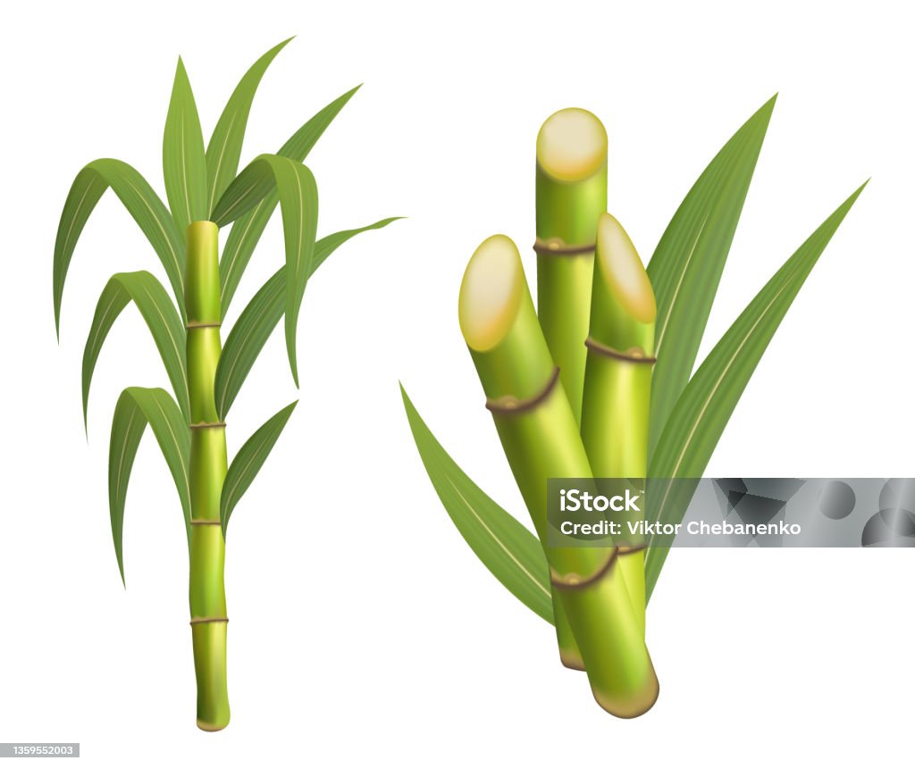 Tanaman Tebu Dengan Ilustrasi Vektor Terisolasi Batang Dan Daun Pada