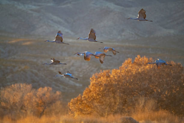 1000+ Crane Bird Pictures | Download Free Images on Unsplash