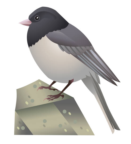 80 Junco Bird Stock Illustrations Royalty Free Vector Graphics And Clip