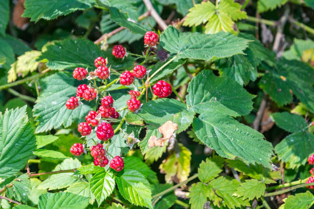 Free Stock Photo of Wild Red Raspberries | Download Free Images and ...