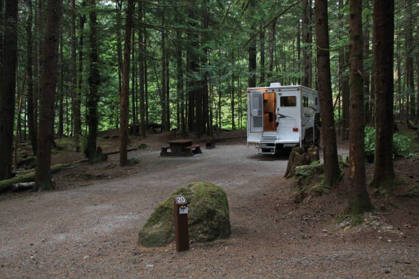 Forest Camping Pictures | Download Free Images on Unsplash