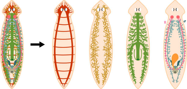 Free Stock Photo of planaria | Download Free Images and Free Illustrations