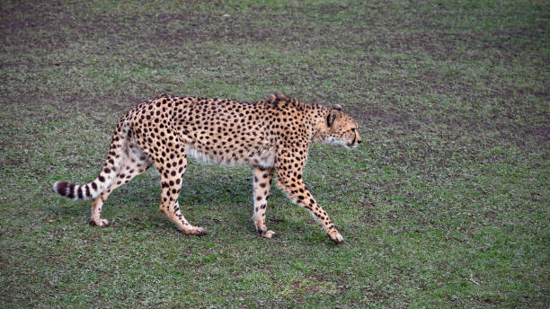 1K+ Cheetah Pictures | Download Free Images on Unsplash