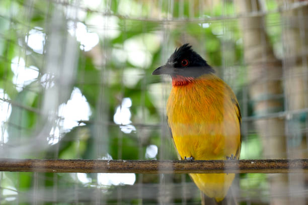 Best 500+ Bulbul Pictures | Download Free Images on Unsplash