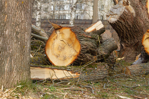 Free Stock Photo of Piles of Cut Tree Branches | Download Free Images ...