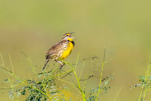 Lark Pictures | Download Free Images on Unsplash