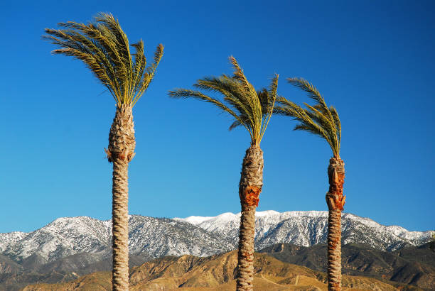 50+ Cabazon Fotos fotos de stock, imagens e fotos royalty-free - iStock 50+ Cabazon Fotos fotos de stock, imagens e fotos royalty-free - iStock