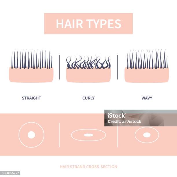 Hair Growth Types Chart Set Of Straigt Wavy And Curly Strands Stok ... Hair Growth Types Chart Set Of Straigt Wavy And Curly Strands Stok ...