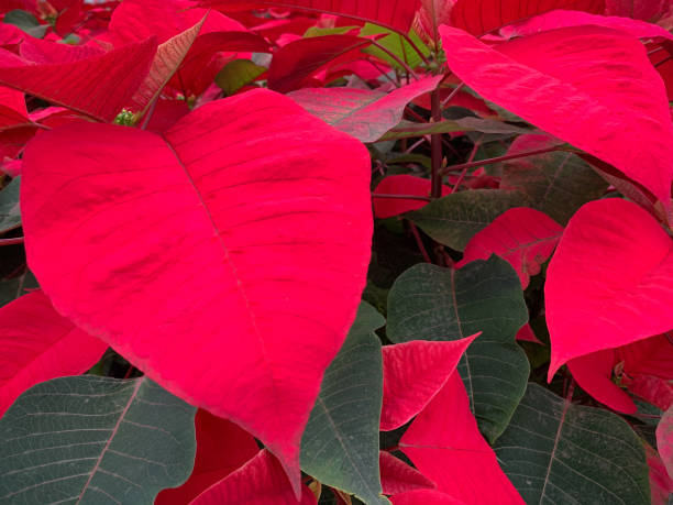 Free picture: poinsettia plant, big red leaves