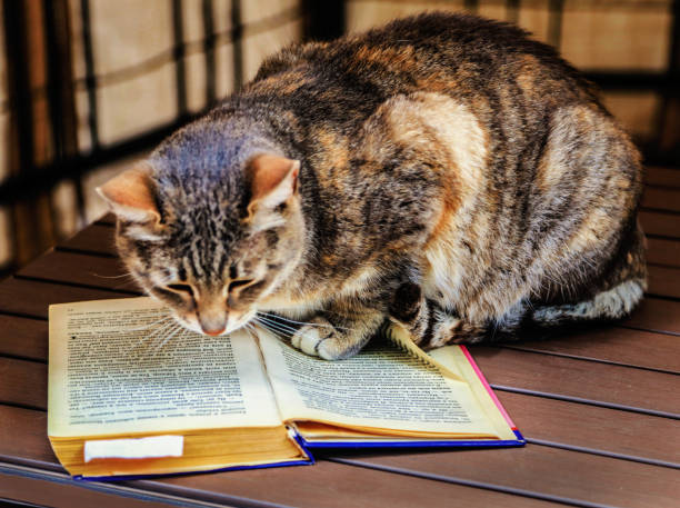 Cat Reading Pictures | Download Free Images on Unsplash